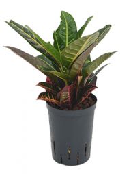 Hydrocultuur planten bestellen - 123planten.nl