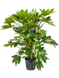 Fatsia verzorging tips & informatie - 123planten.nl