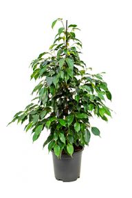 Ficus verzorging tips & informatie - 123planten.nl