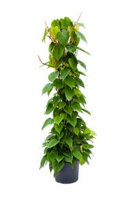 Philodendron Scandens kopen? - 123planten.nl