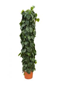 Philodendron Scandens kopen? - 123planten.nl