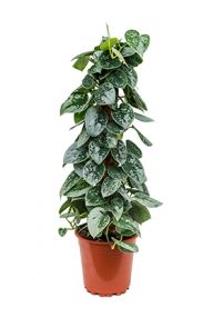 Scindapsus Epipremnum verzorging tips & informatie - 123planten.nl