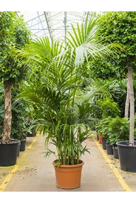 Kentia verzorging tips & informatie - 123planten.nl