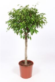 Ficus verzorging tips & informatie - 123planten.nl