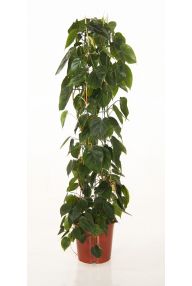 Philodendron Scandens kopen? - 123planten.nl