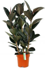Ficus verzorging tips & informatie - 123planten.nl