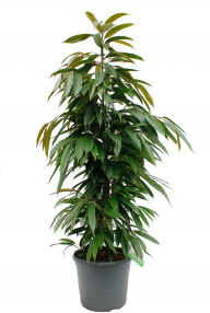 Ficus verzorging tips & informatie - 123planten.nl