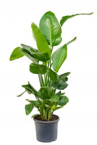 Strelitzia verzorging tips & informatie - 123planten.nl