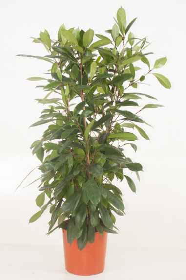 Ficus verzorging tips & informatie - 123planten.nl