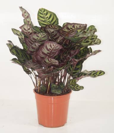 Calathea verzorging tips & informatie - 123planten.nl