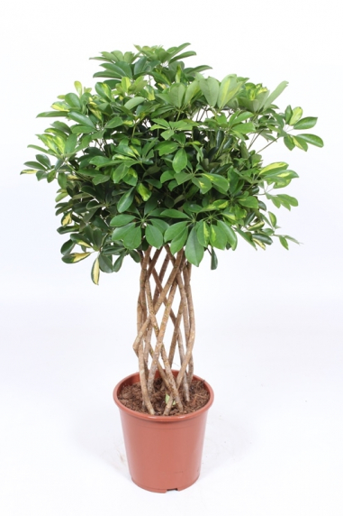 Schefflera verzorging tips & informatie - 123planten.nl