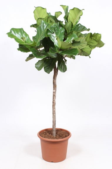 Ficus verzorging tips & informatie - 123planten.nl