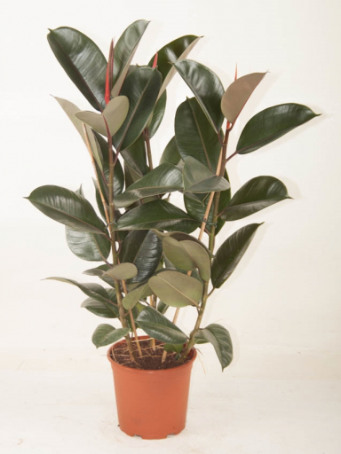 Ficus verzorging tips & informatie - 123planten.nl