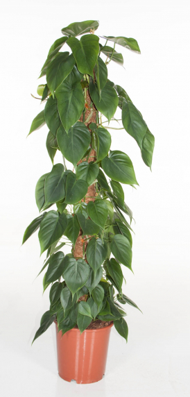 Philodendron Scandens kopen? - 123planten.nl