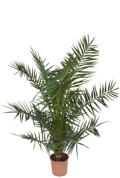 Palm kopen? De mooiste kamerpalmen voor binnen - 123planten.nl