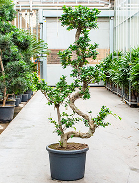 Ficus verzorging tips & informatie - 123planten.nl