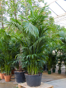 Palm kopen? De mooiste kamerpalmen voor binnen - 123planten.nl