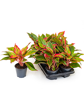 Aglaonema verzorging - 123planten.nl