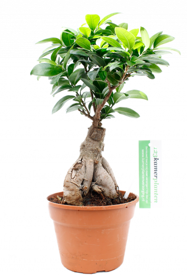 Ficus verzorging tips & informatie - 123planten.nl