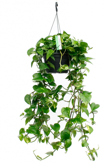 Scindapsus Epipremnum verzorging tips & informatie - 123planten.nl