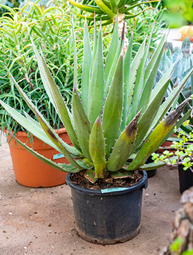 Agave verzorging - 123planten.nl