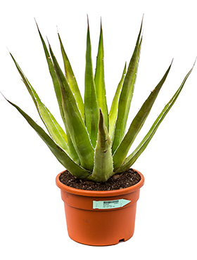 Agave verzorging - 123planten.nl