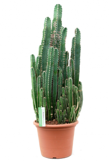 Cactus verzorging tips & informatie - 123planten.nl