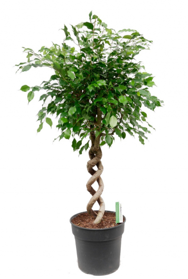 Ficus verzorging tips & informatie - 123planten.nl