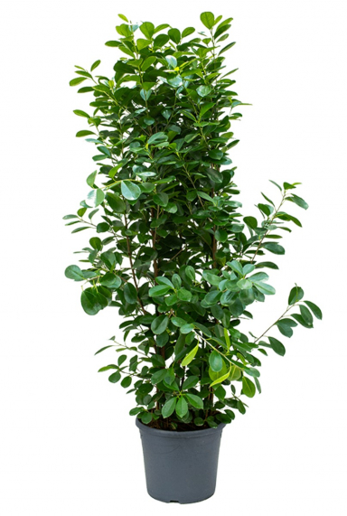 Ficus kopen? - 123planten.nl