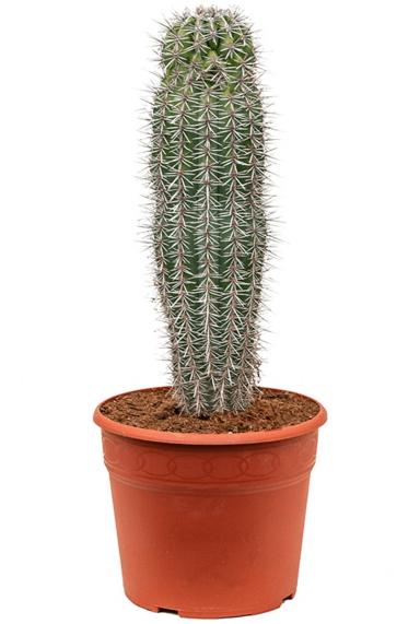 Zuilcactus kopen? - 123planten.nl