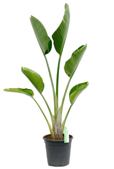 Strelitzia verzorging tips & informatie - 123planten.nl