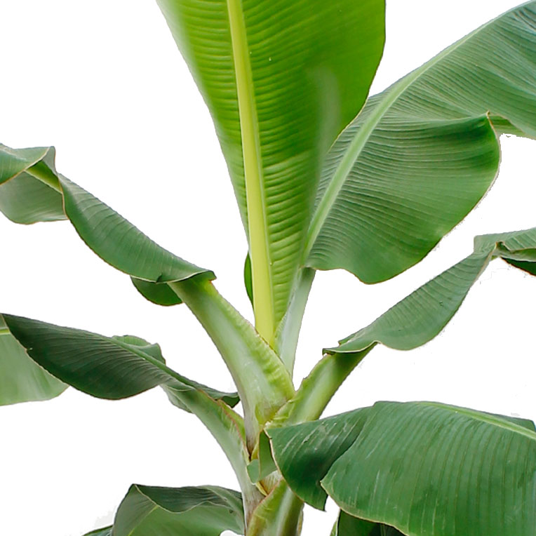 Bananenplant (Musa) kopen? - 123planten.nl