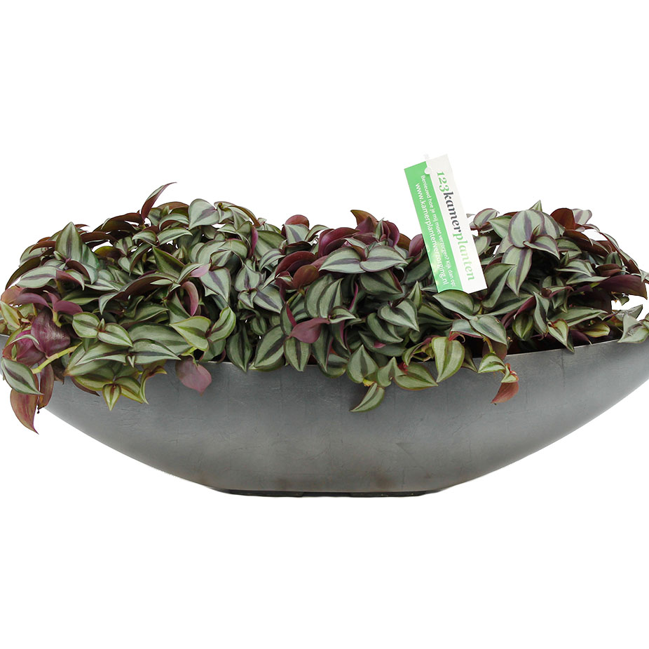 Tradescantia verzorging tips & informatie - 123planten.nl