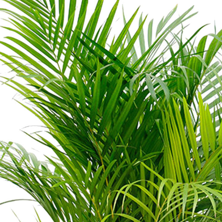 Areca Verzorging tips & informatie - 123planten.nl
