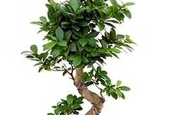 Ficus verzorging tips & informatie - 123planten.nl