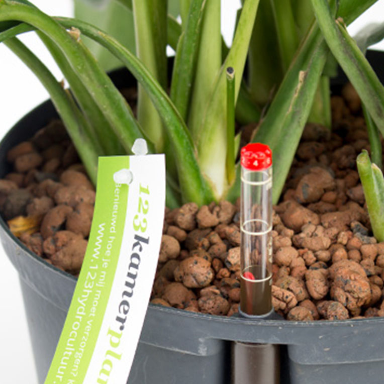 Hydrocultuur informatie - 123planten.nl